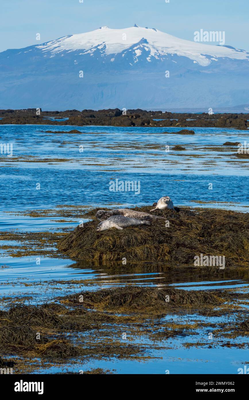 Iceland, Vesturland Region, Snaefellsnes Peninsula, Ytri-Tunga, in the ...