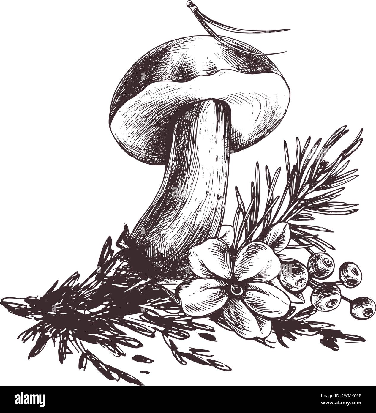 Boletus edulis drawing Stock Vector Images - Alamy