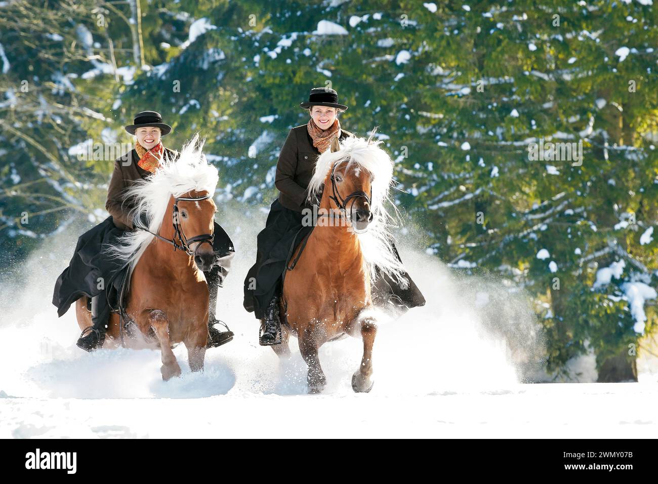 Rider on haflinger horse riding hi-res stock photography and images - Alamy