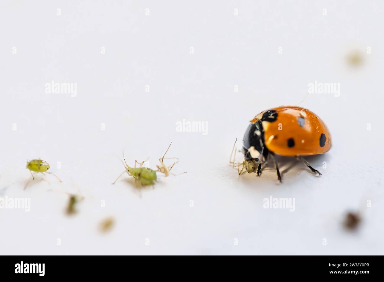 France, Ain, Saint Jean le Vieux, ladybug farm, Insectosphere, a 7 ...