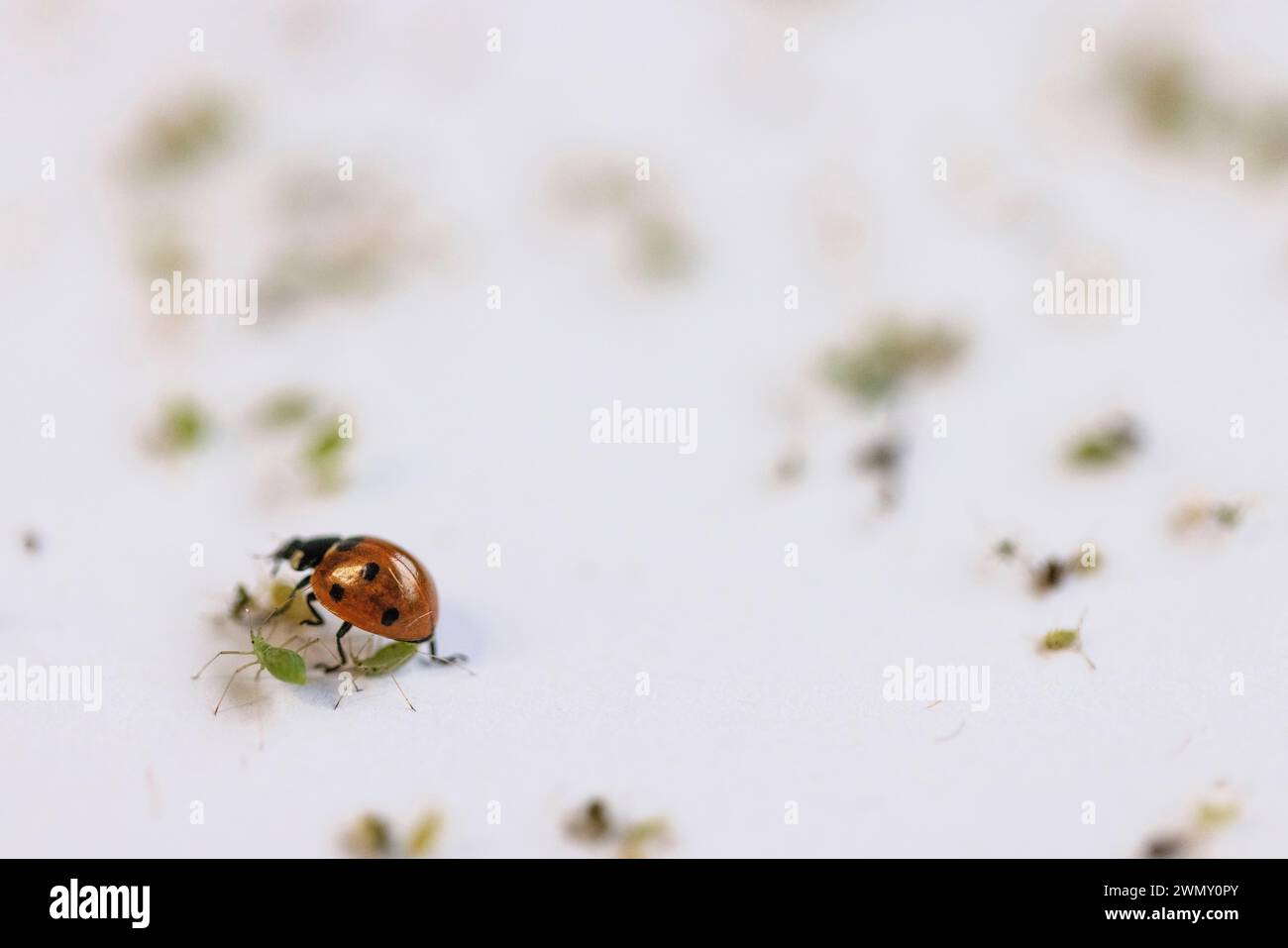 France, Ain, Saint Jean le Vieux, ladybug farm, Insectosphere, a 7 ...