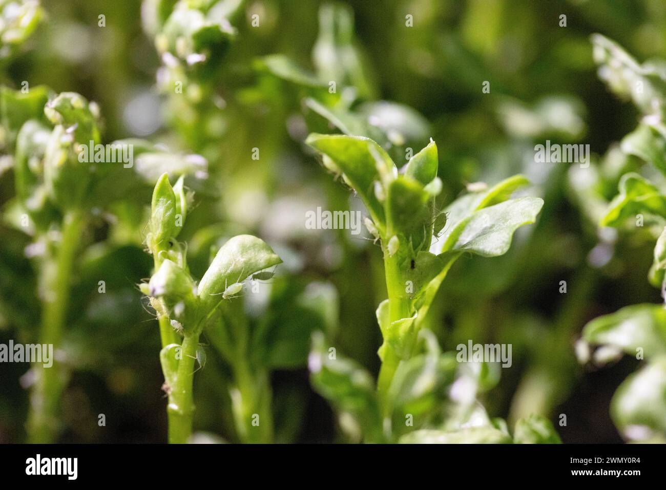 France, Ain, Saint Jean le Vieux, ladybug farm, Insectosphere, aphids ...