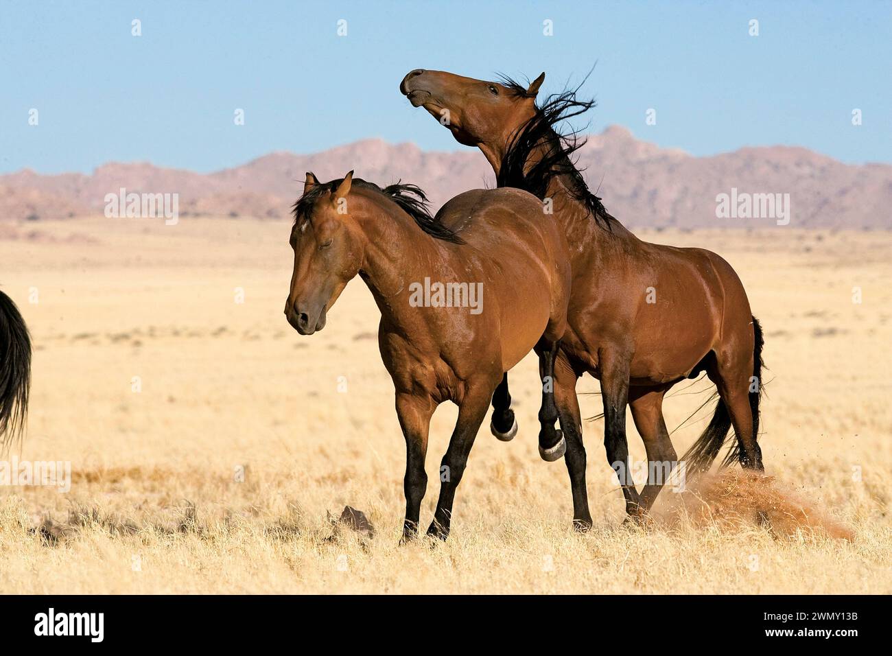 Namib Desert Horse (Equus ferus caballus). Two stallions fighting ...