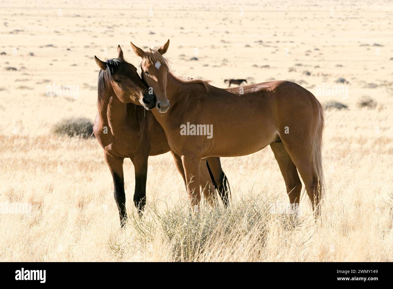 Namib Desert Horse (Equus ferus caballus). Mare and stallion standing ...