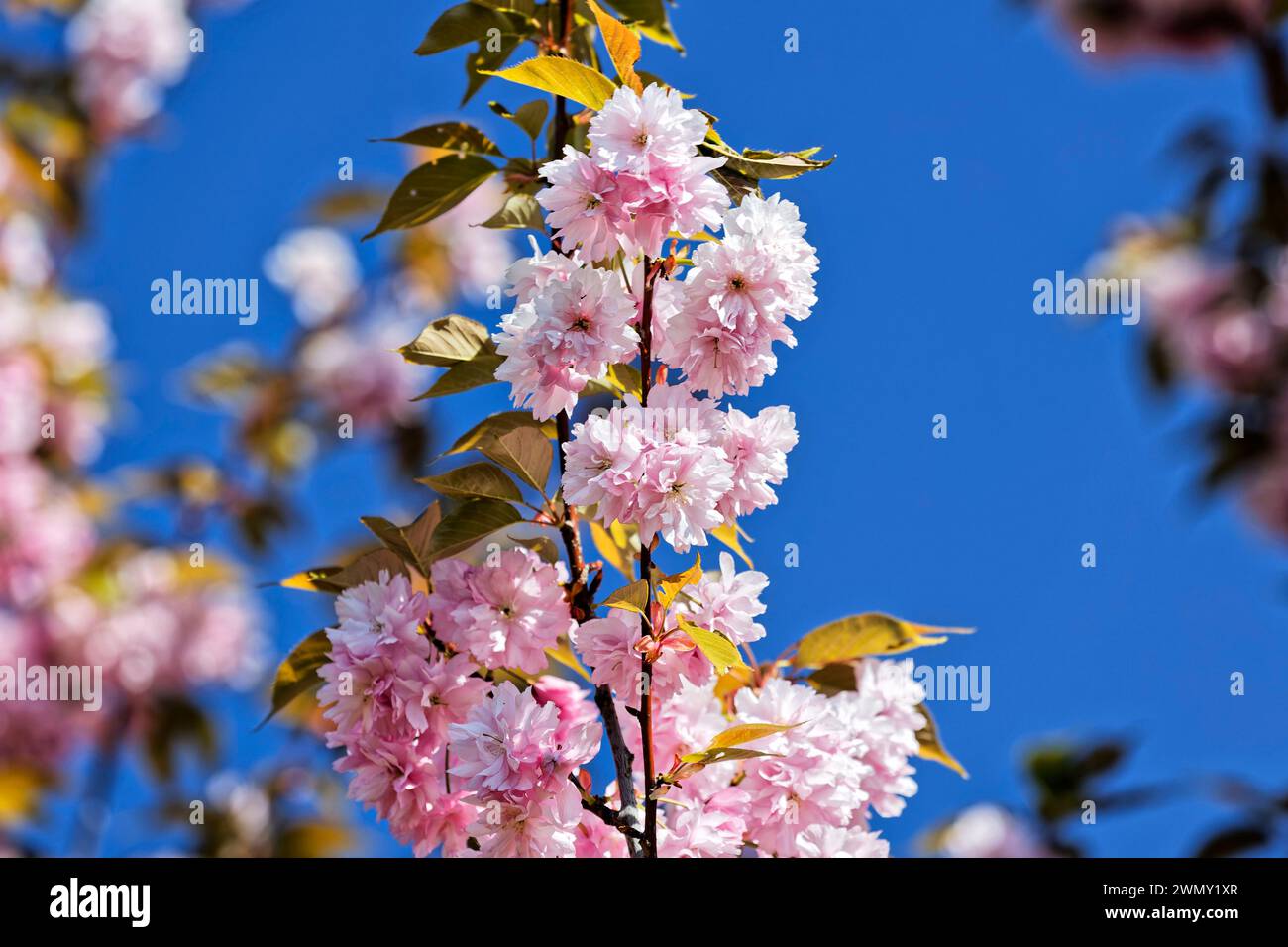 Le parc de bosquet hi-res stock photography and images - Alamy