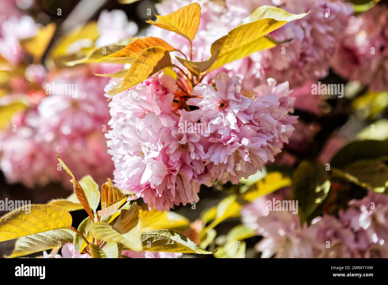 Le parc de bosquet hi-res stock photography and images - Alamy