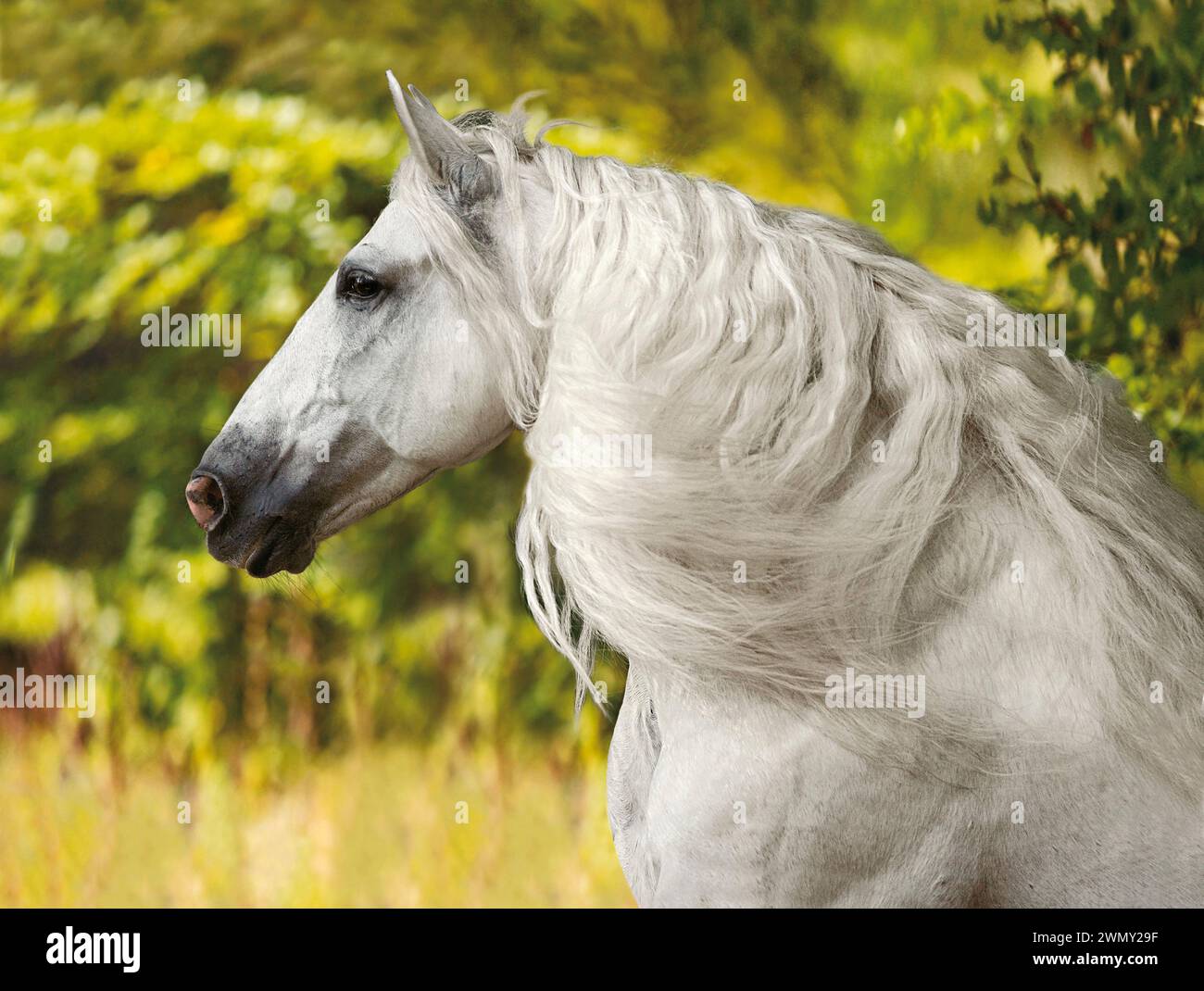 Pure Spanish Horse, Andalusian. Portrait of gray stallion in a forest ...