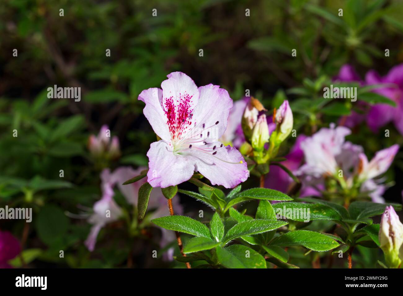 Azalea is an ornamental shrub of the heather family with pink flowers ...