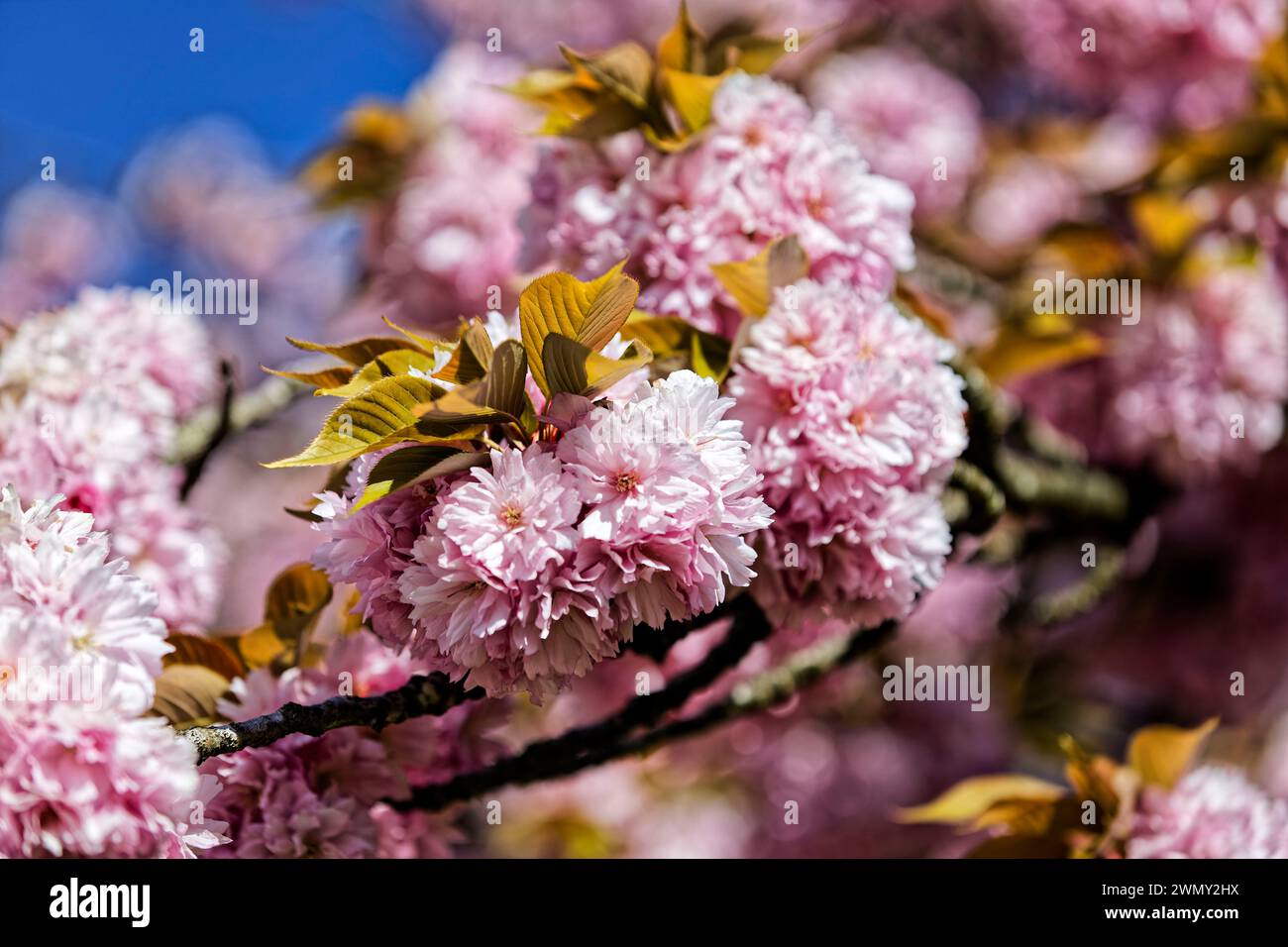 Le parc de bosquet hi-res stock photography and images - Alamy