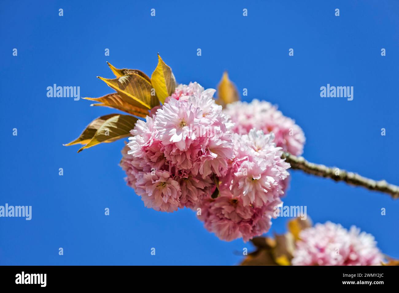 Le parc de bosquet hi-res stock photography and images - Alamy