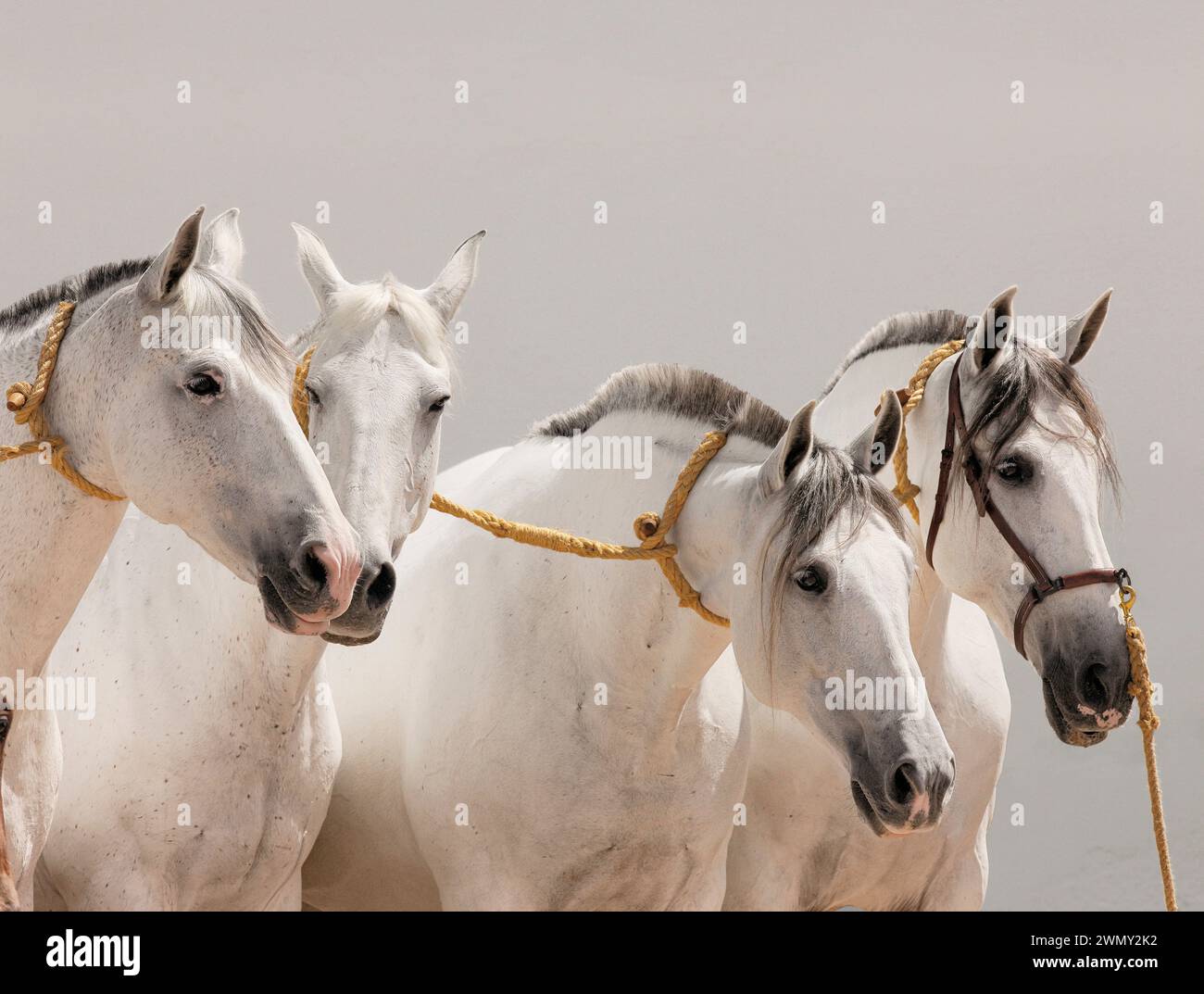 Pure Spanish Horse, Andalusian. Traditional cobra with gray mares ...