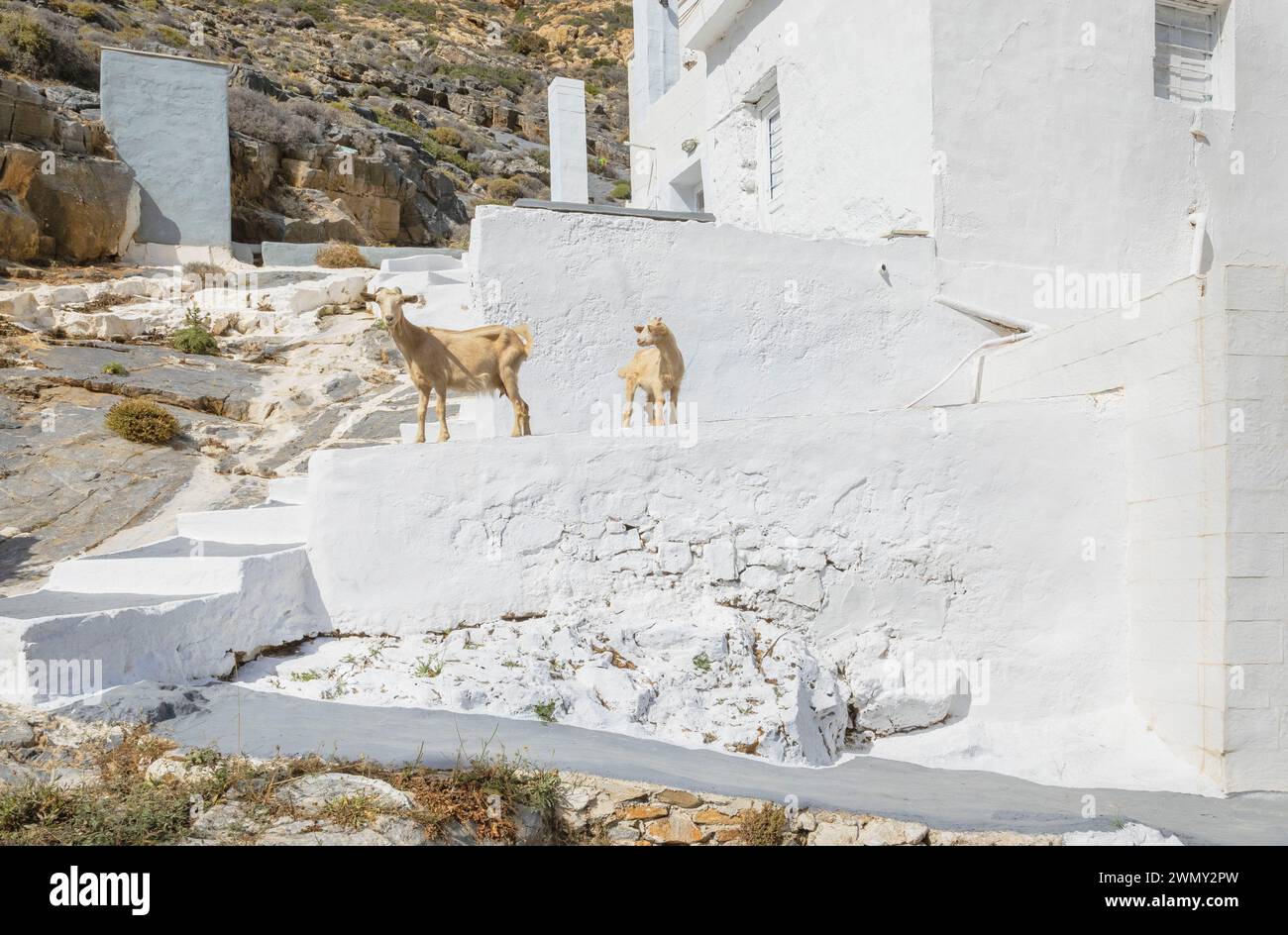 Greece, Dodecanese islands, island of Sifnos, Goats in the village of ...