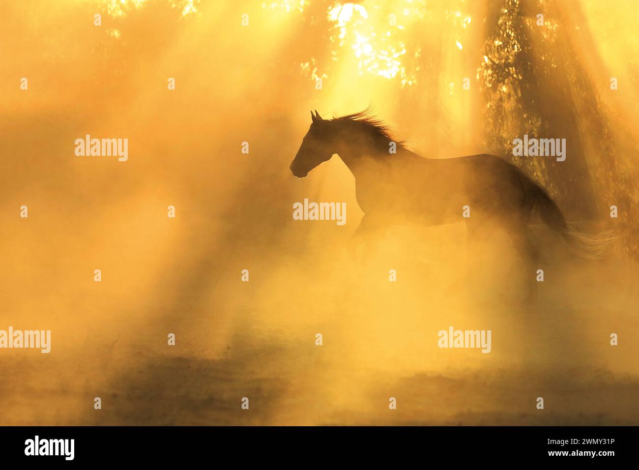 American Quarter Horse,. Stallion That CD Rocks galloping in golden ...