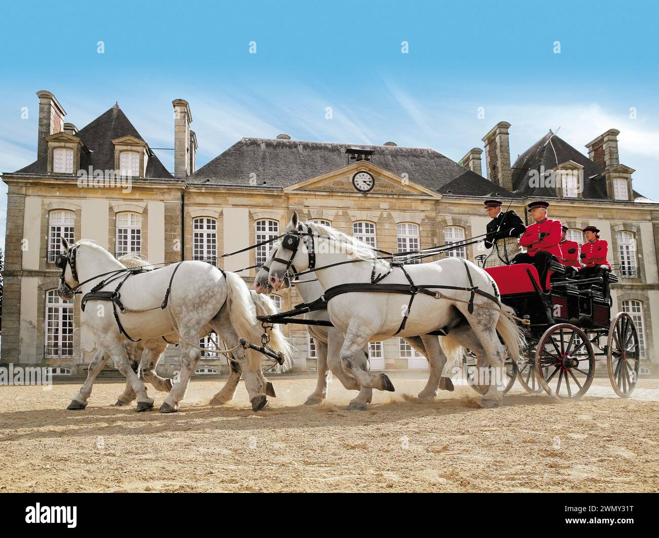 Percheron draft horse harness hi-res stock photography and images - Alamy