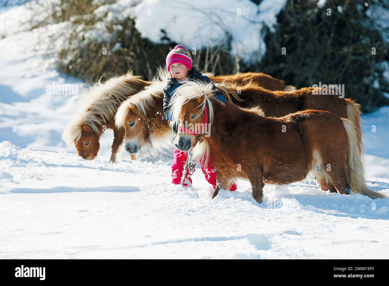Miniature Shetland Pony. Chestnut mares with little girl in snow ...