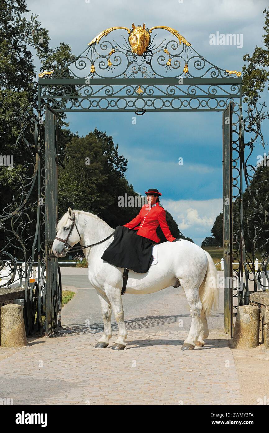 Percheron stallion with rider in side saddle. Stud Haras national du ...