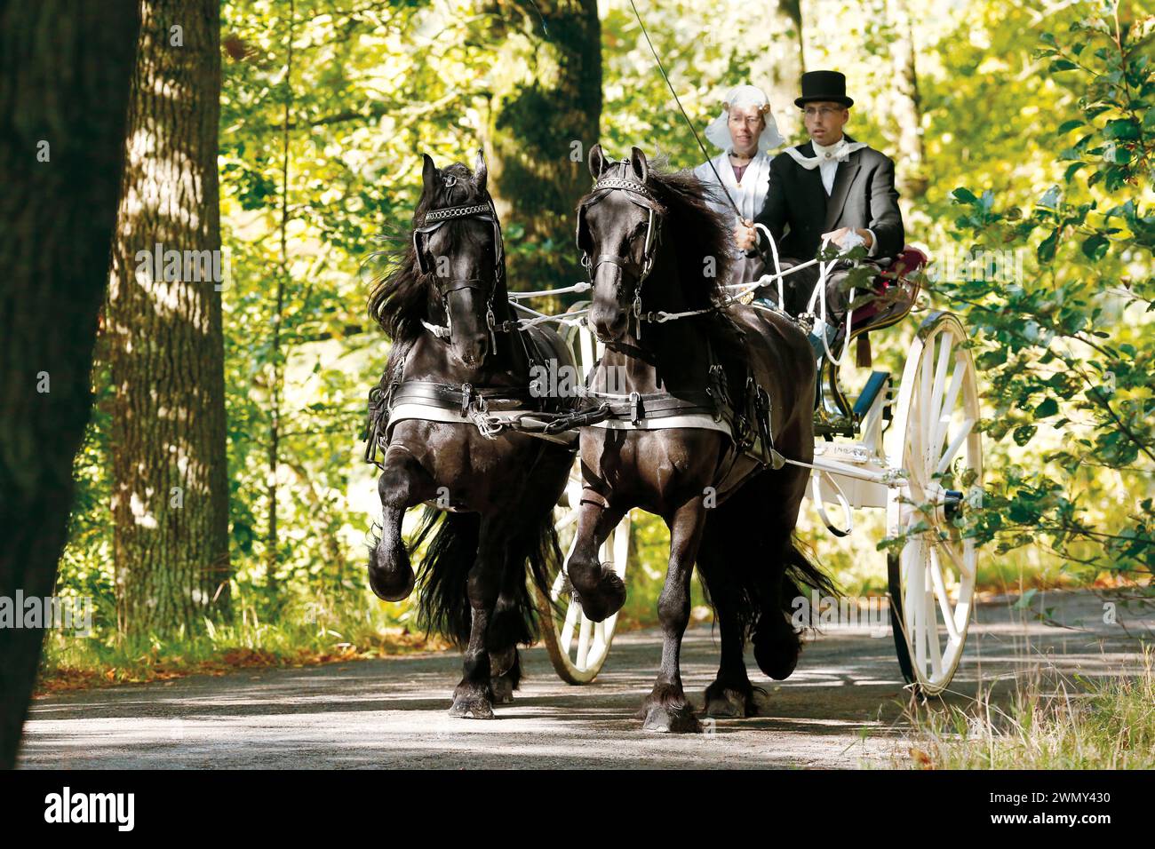 Traditional sjees with the Friesian stallions Willem and Edzer driven ...