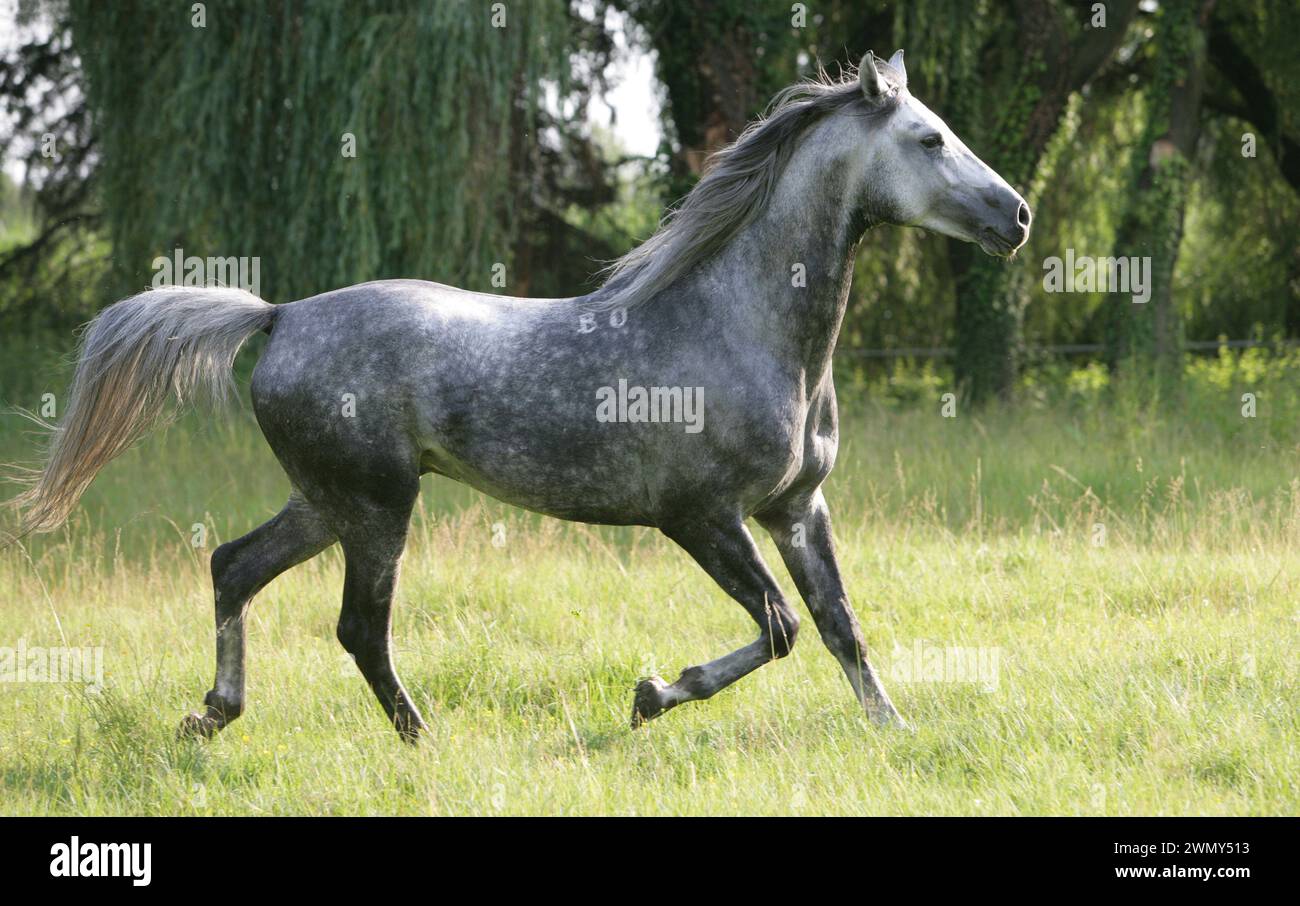Shagya Arabian. Gray stallion trotting on a pasture. Hungary Stock ...