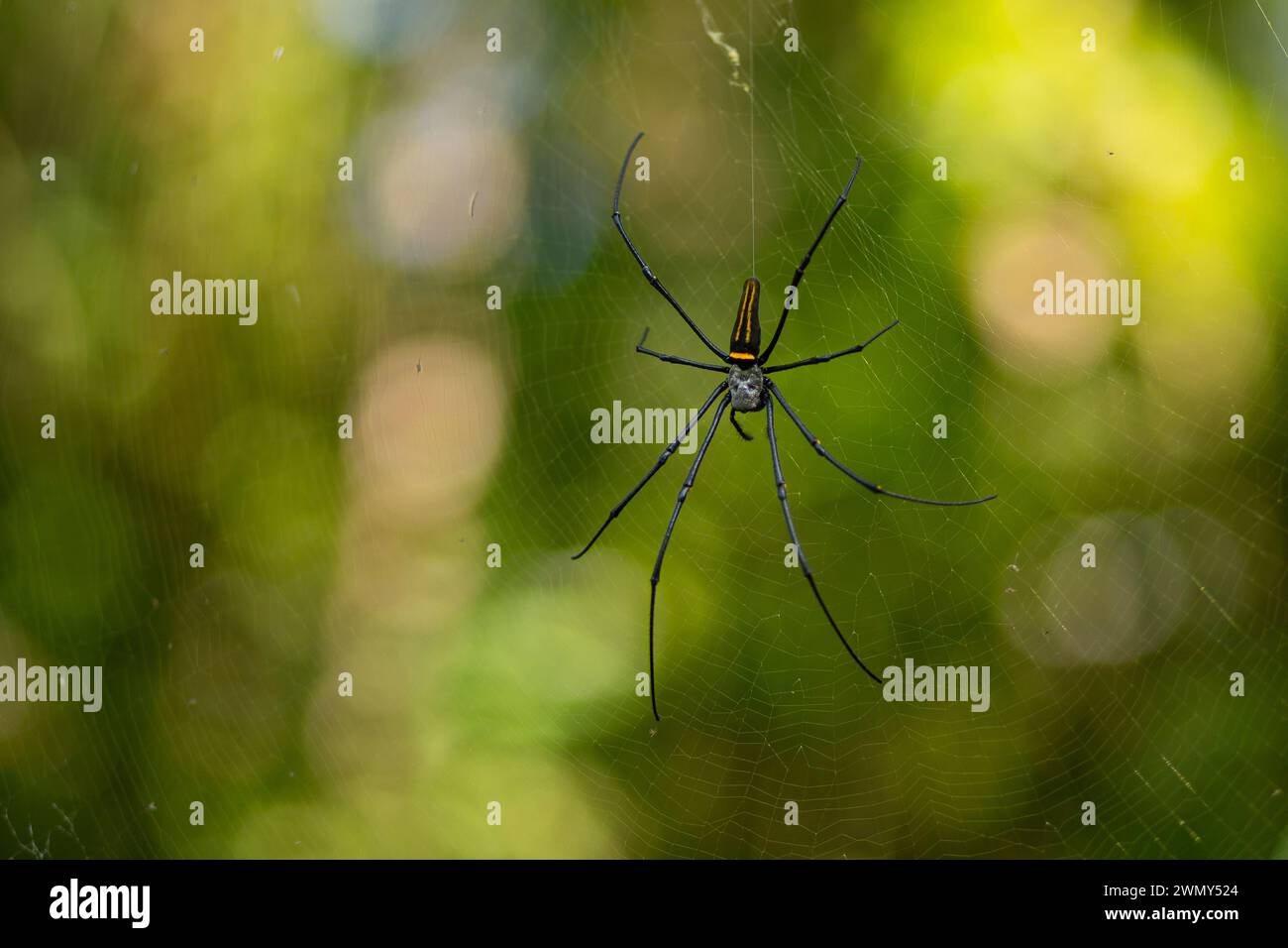 Skull spider hi-res stock photography and images - Alamy