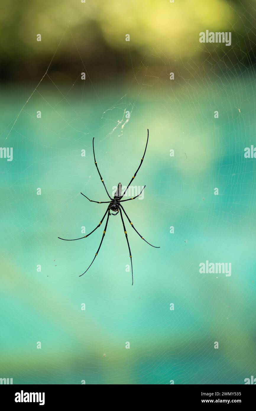 Skull spider hi-res stock photography and images - Alamy
