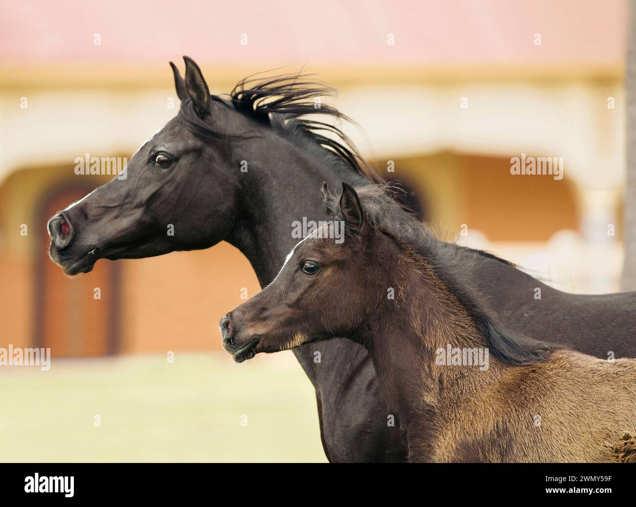 Purebred Arabian Horse. Black mare with foal in a courtyard. Morocco ...