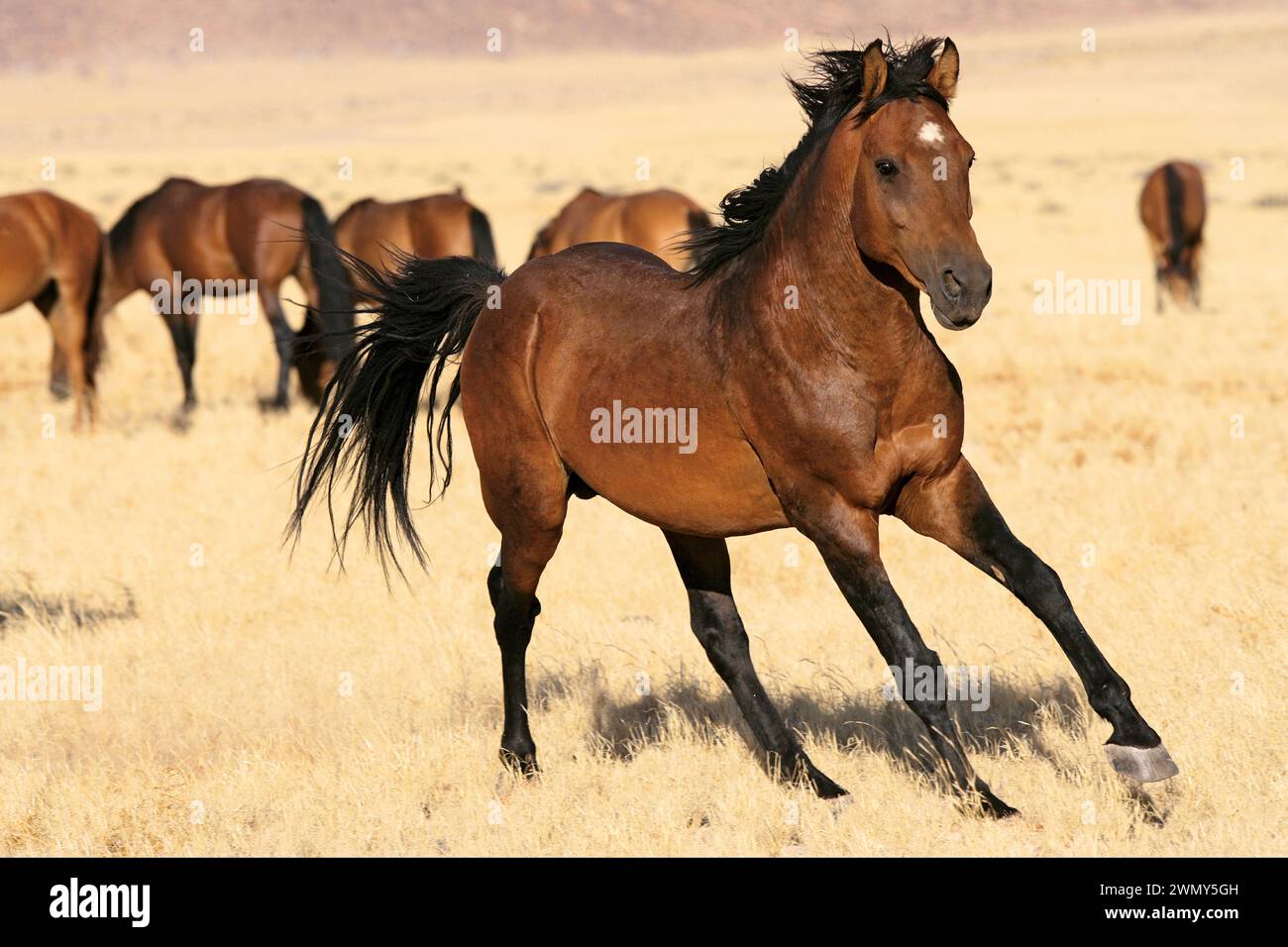 Namib Desert Horse (Equus ferus caballus). Stallion in a gallop. Namib ...