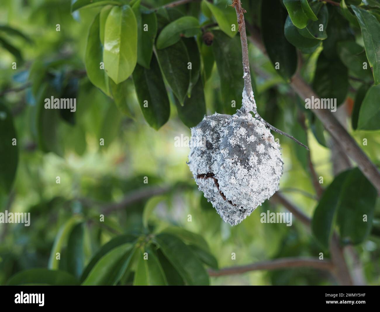One soursop guanabana fruit rotting on tree. Copy space Stock Photo - Alamy