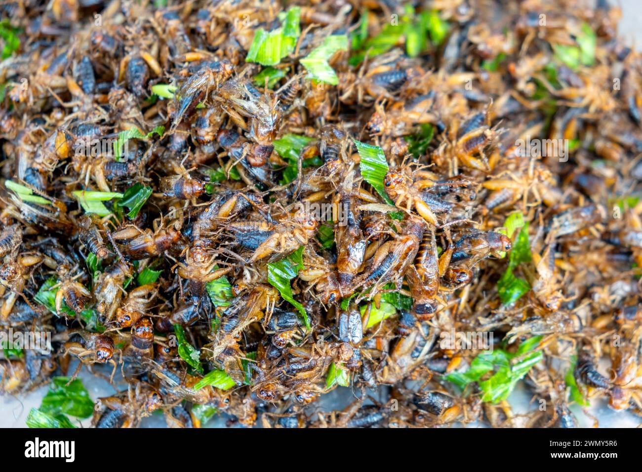 Thailand, Chiang Rai, Grilled insects at the market Stock Photo - Alamy