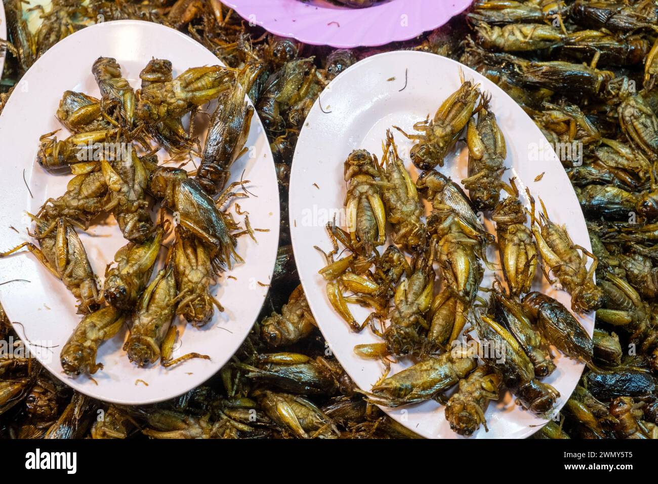 Thailand, Chiang Rai, night market, or Night Bazaar, grilled insects ...