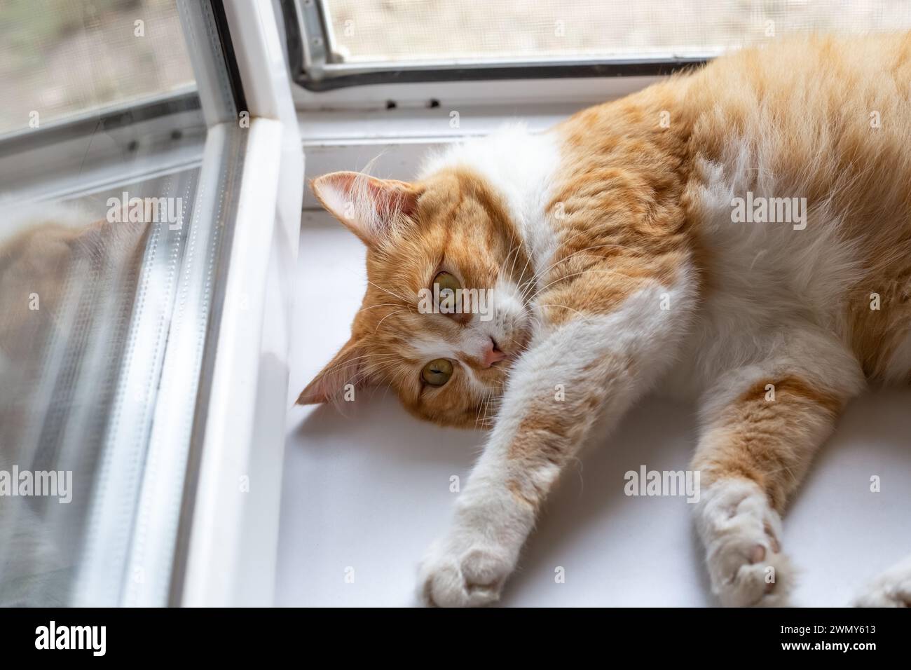 A fluffy cat lies on the window with its paws outstretched. Rest and ...