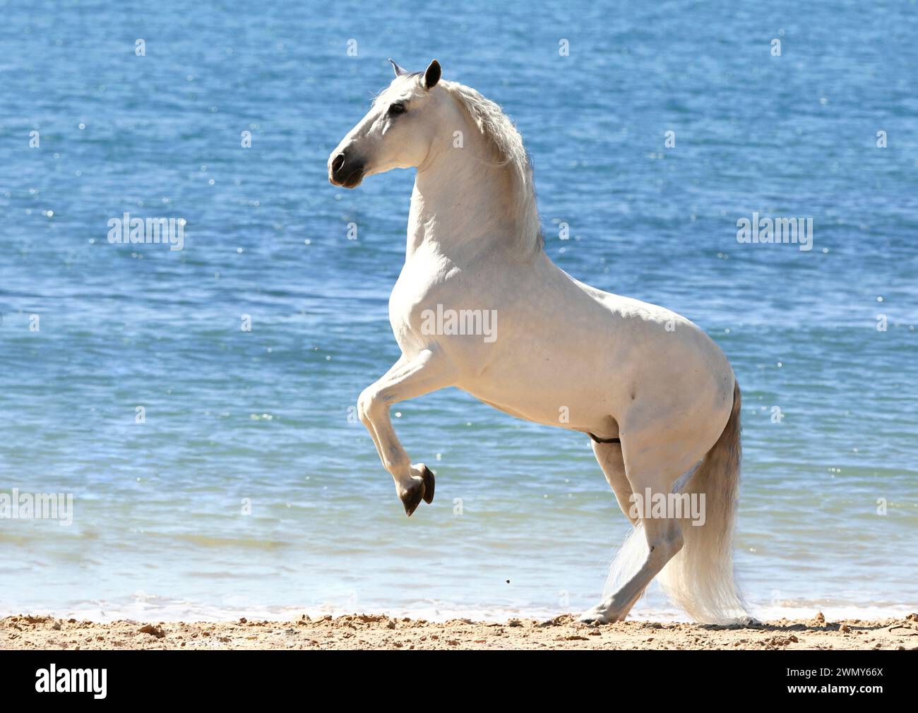 Pura Raza Espanola, Andalusian. The grey stallion Violetto MG rearing ...
