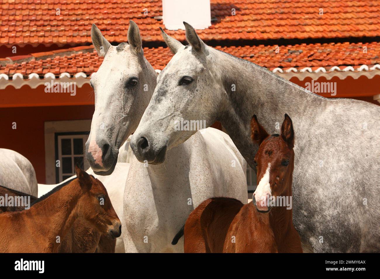 Lusitano. Gray mares and foals in the courtyard of the Quinta da ...
