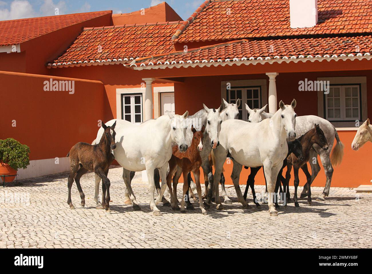 Lusitano. Gray mares and foals in the courtyard of the Quinta da ...