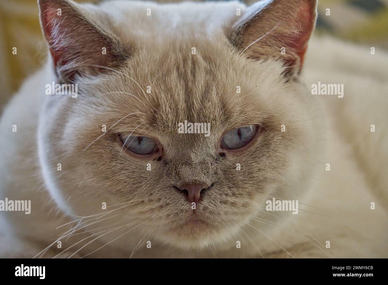 Blue eyed eyes British shorthair kitten cream catkin colorpoint with ...