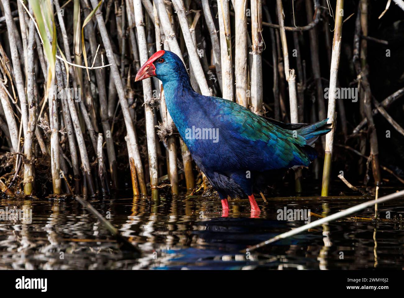 Egypt, Aswan, Western Swamphen Stock Photo - Alamy