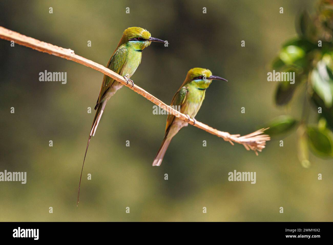 Egypt, Aswan, Asian Green Bee-eater Stock Photo - Alamy