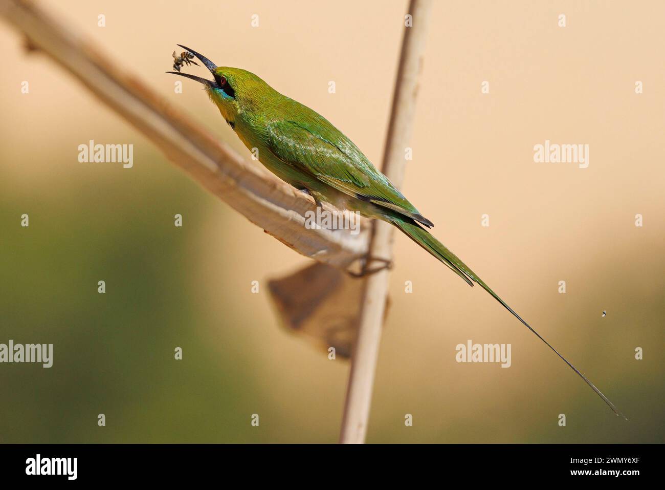 Types of bee eater hi-res stock photography and images - Alamy