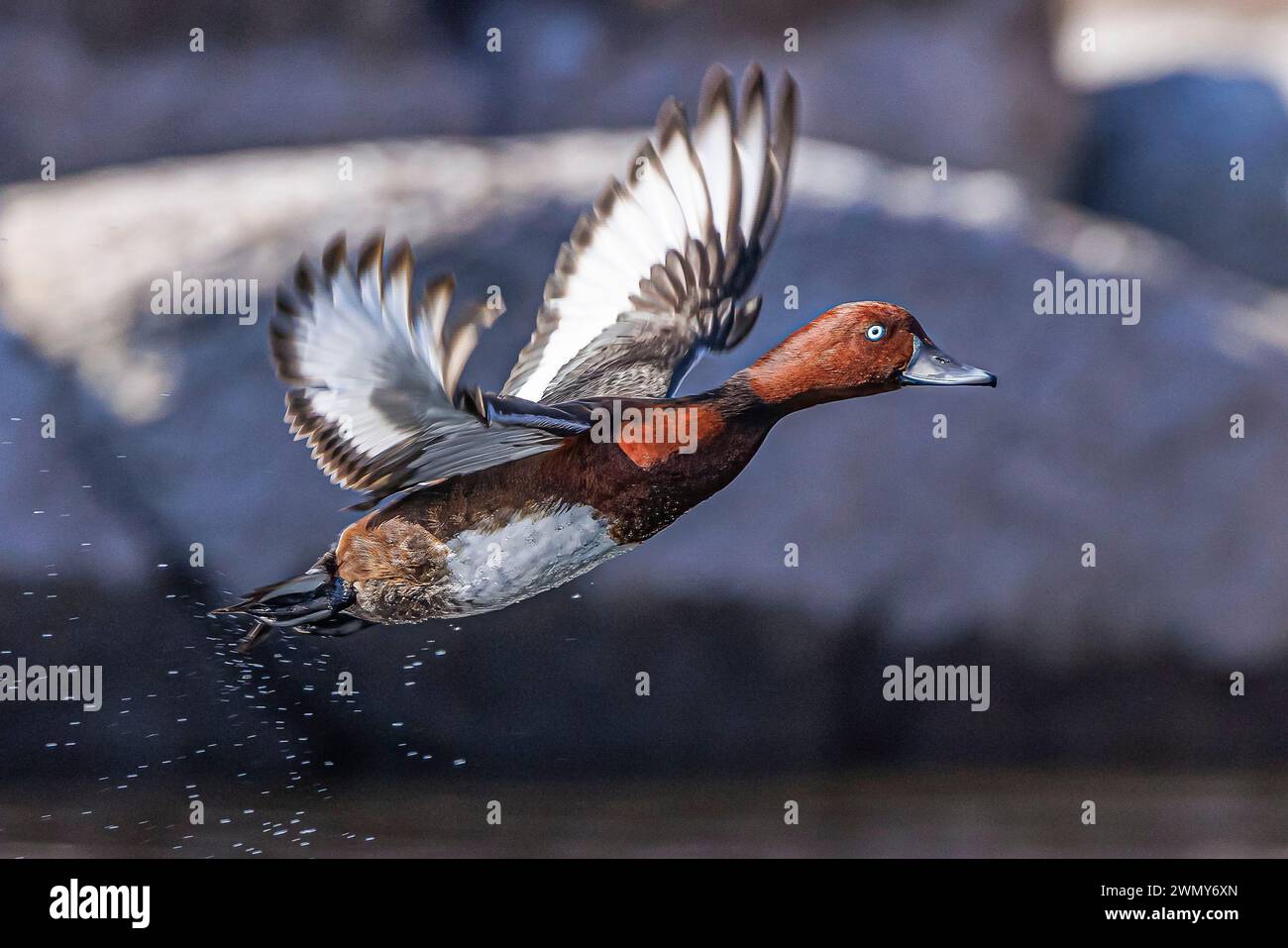 Egypt duck hi-res stock photography and images - Alamy