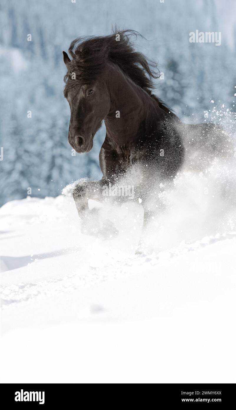 Friesian Horse. Black stallion galloping in snow. Germany Stock Photo ...