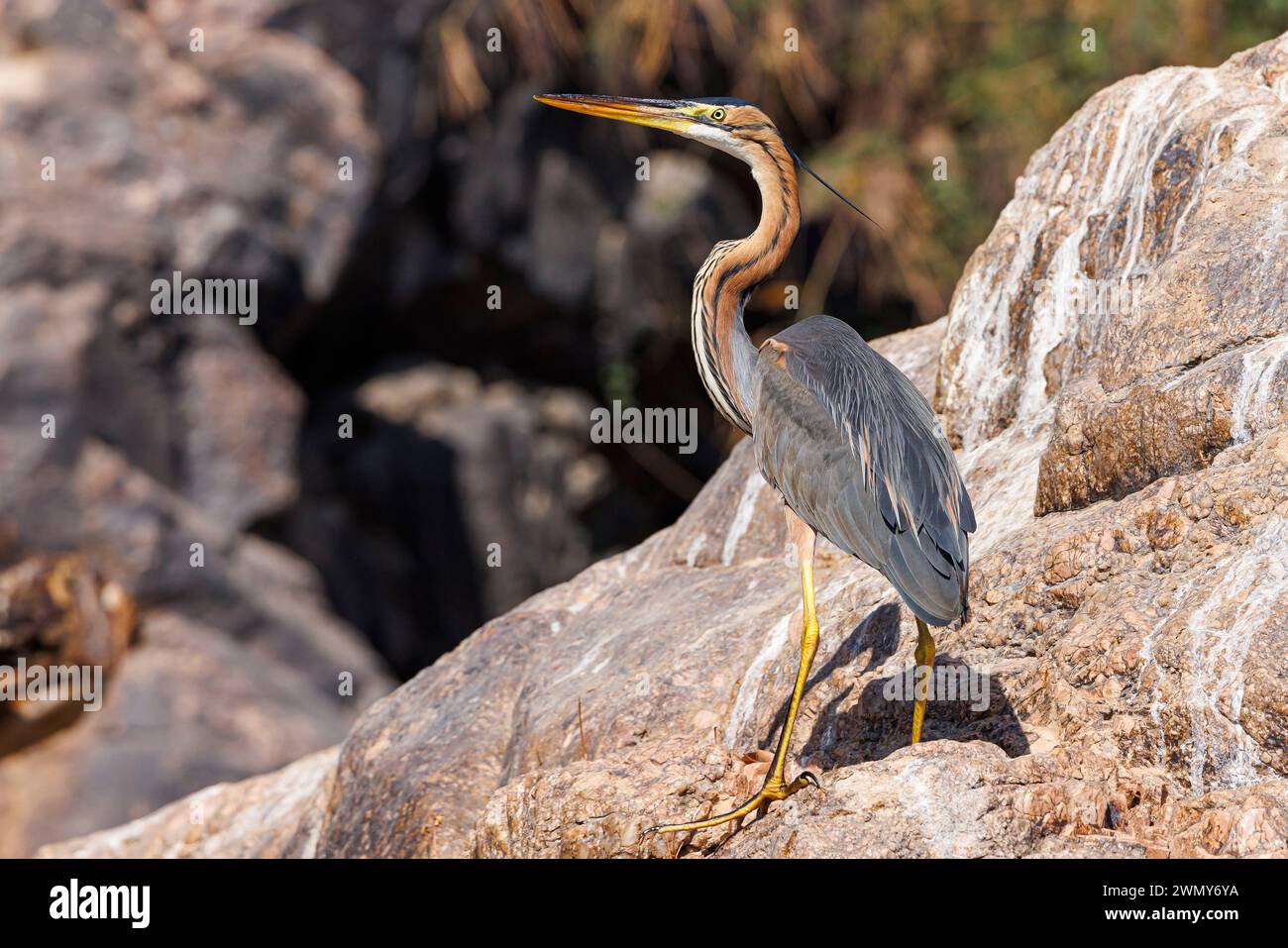 Aswan egypt birds hi-res stock photography and images - Alamy