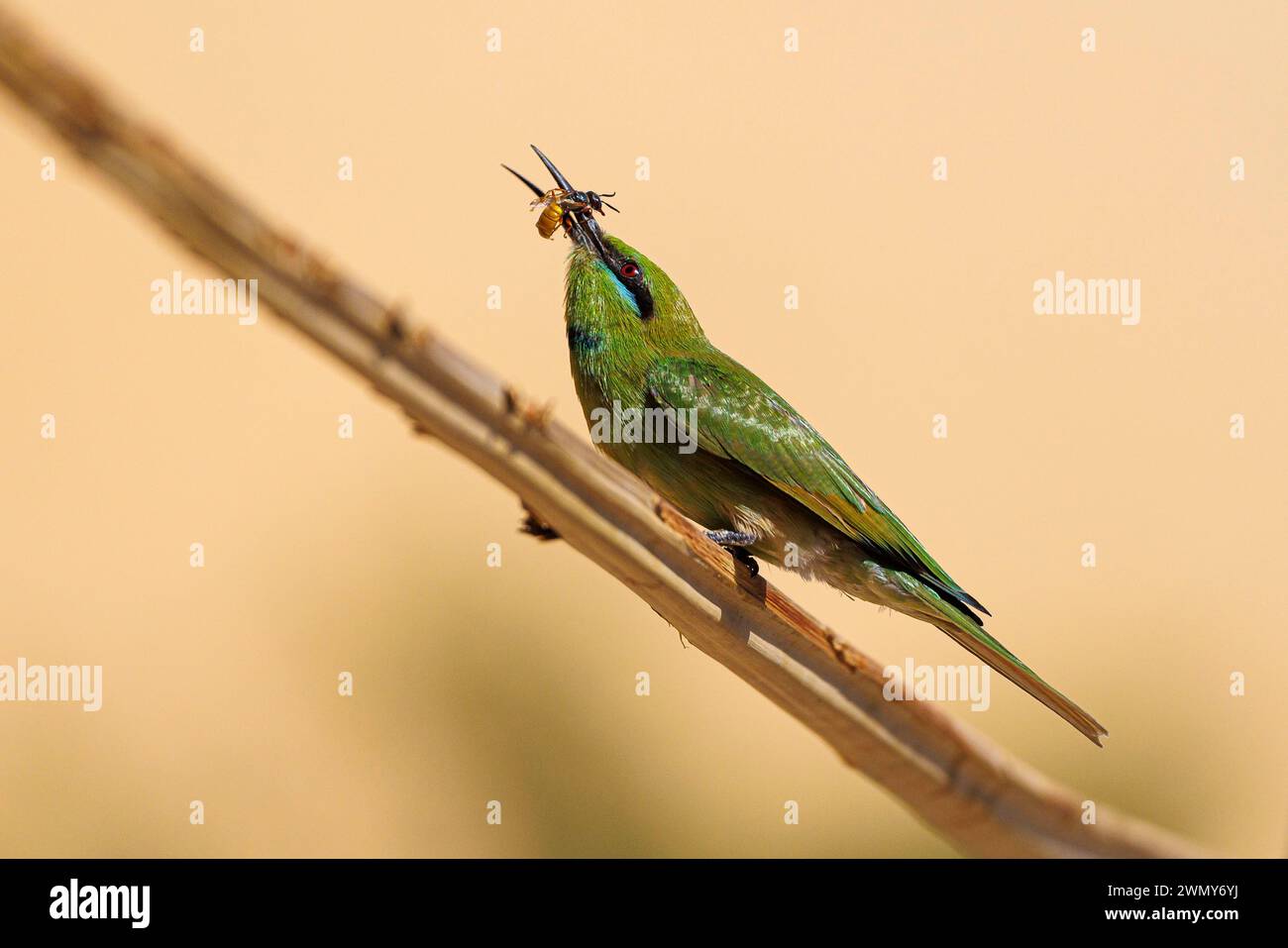 Egypt, Aswan, Asian Green Bee-eater Stock Photo - Alamy