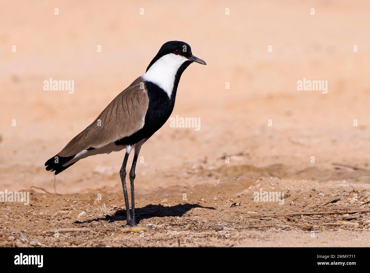 Egypt, Abu Simbel, Spur-winged Lapwing Stock Photo - Alamy