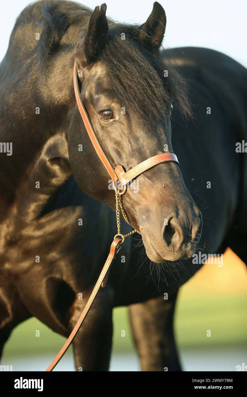 Barb Horse. Portrait of a stallion. Morocco Stock Photo - Alamy