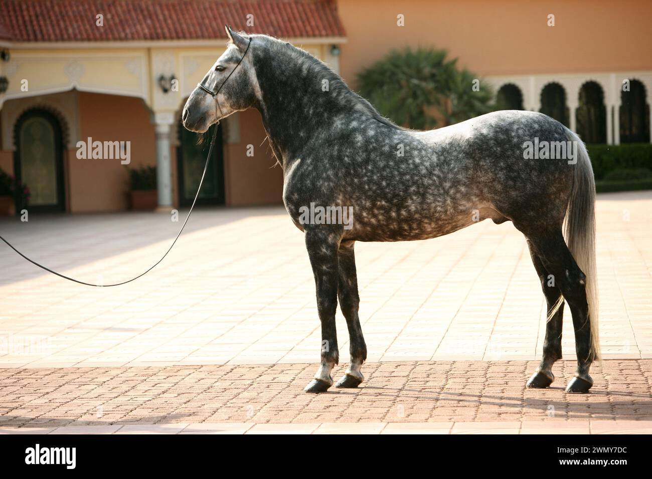 Berber horse. Stallion El Abraj standing, seen side-on. Royal Stud ...