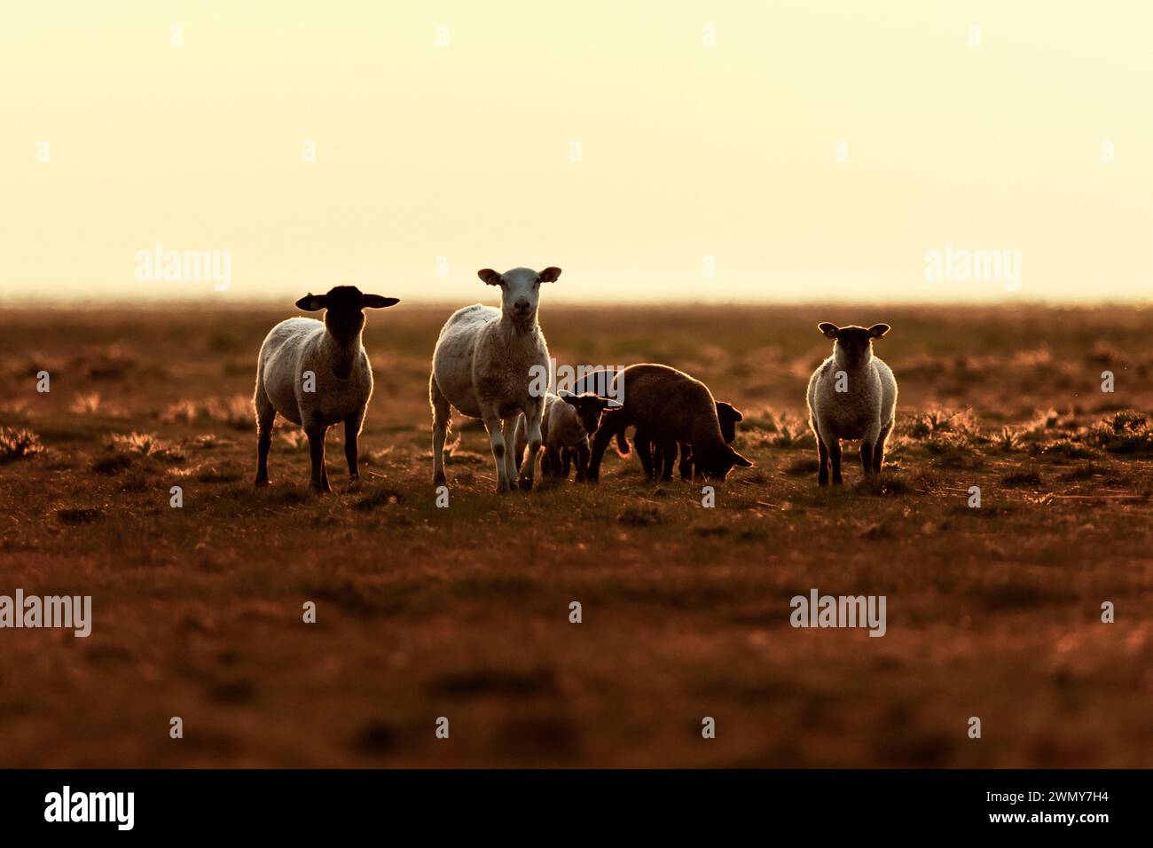 France, Manche, Mont-Saint-Michel, Sheep in the bay of Mont Saint ...