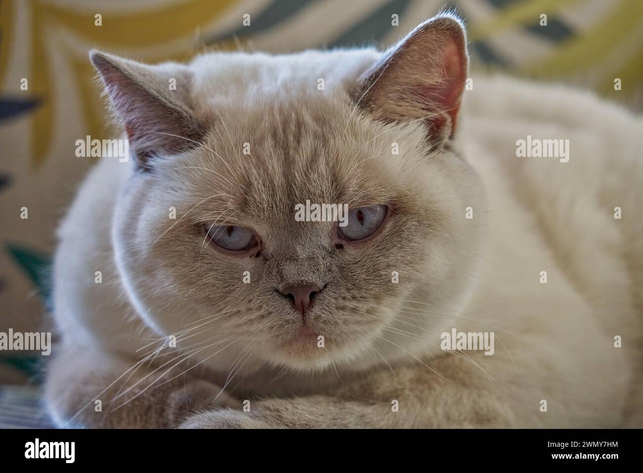 Blue eyed eyes British shorthair kitten cream catkin colorpoint with ...