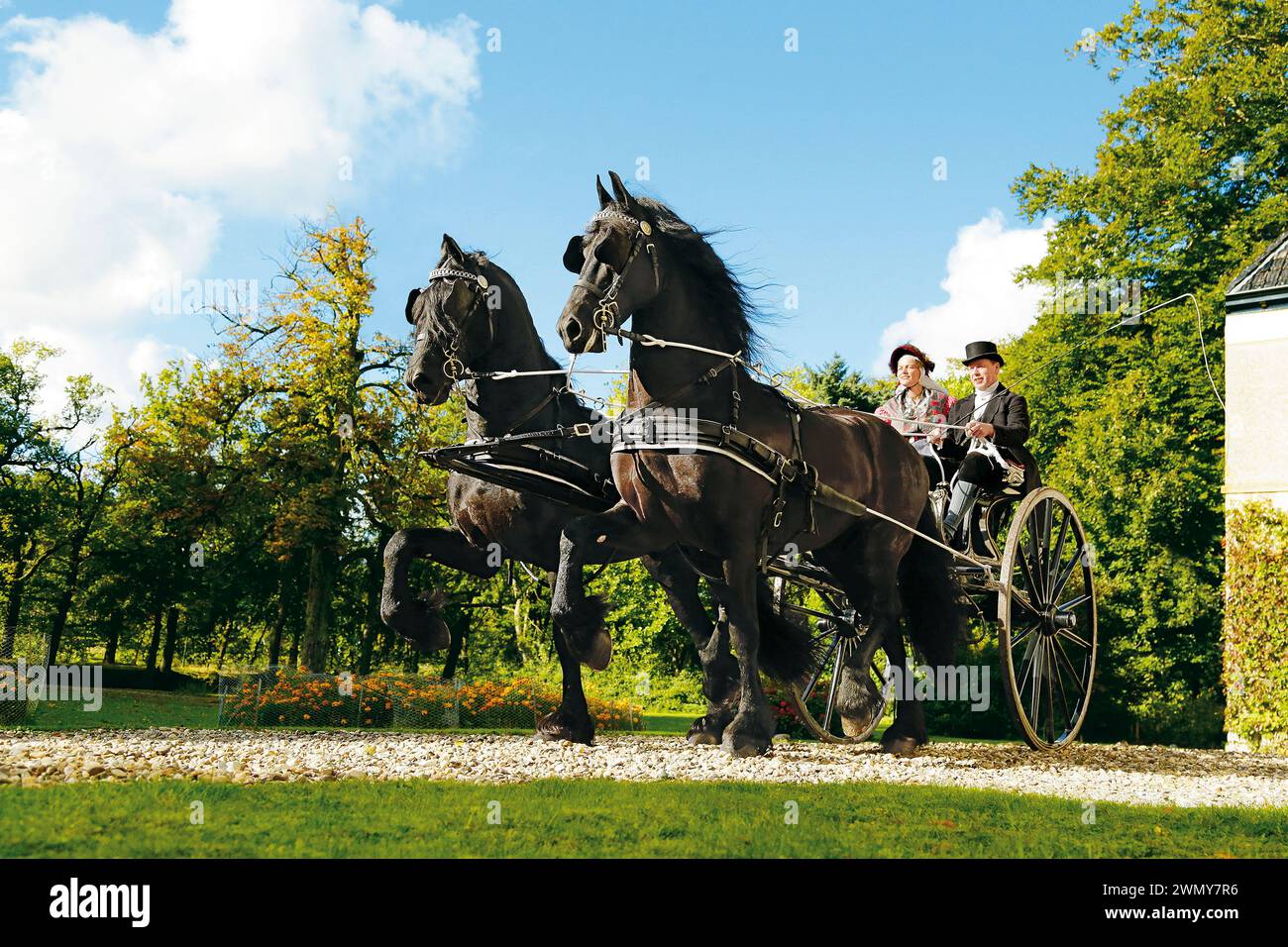 Traditional friesian Sjees of the family de Boer with stallions in a ...