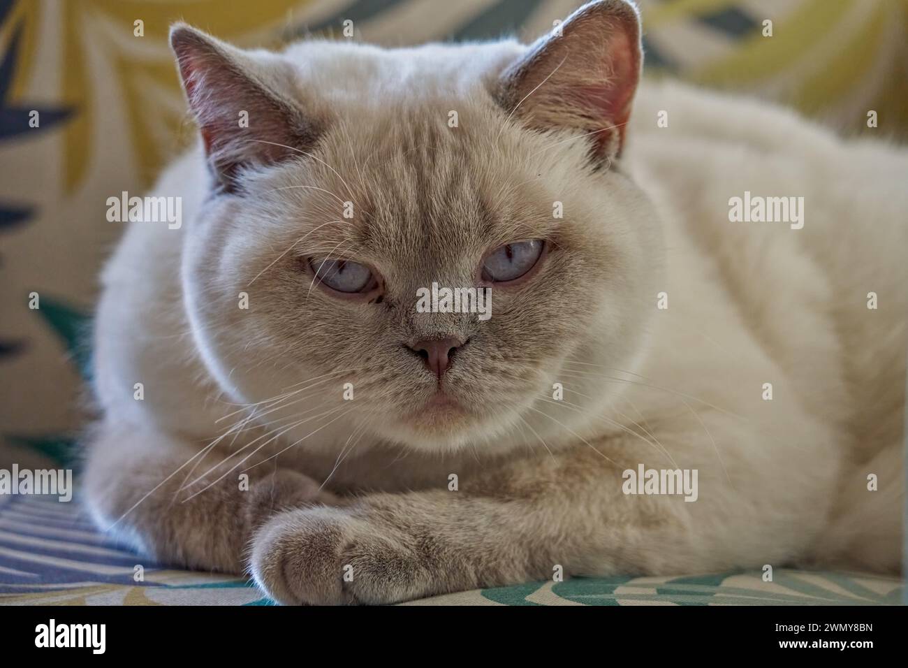 Blue eyed eyes British shorthair kitten cream catkin colorpoint with ...