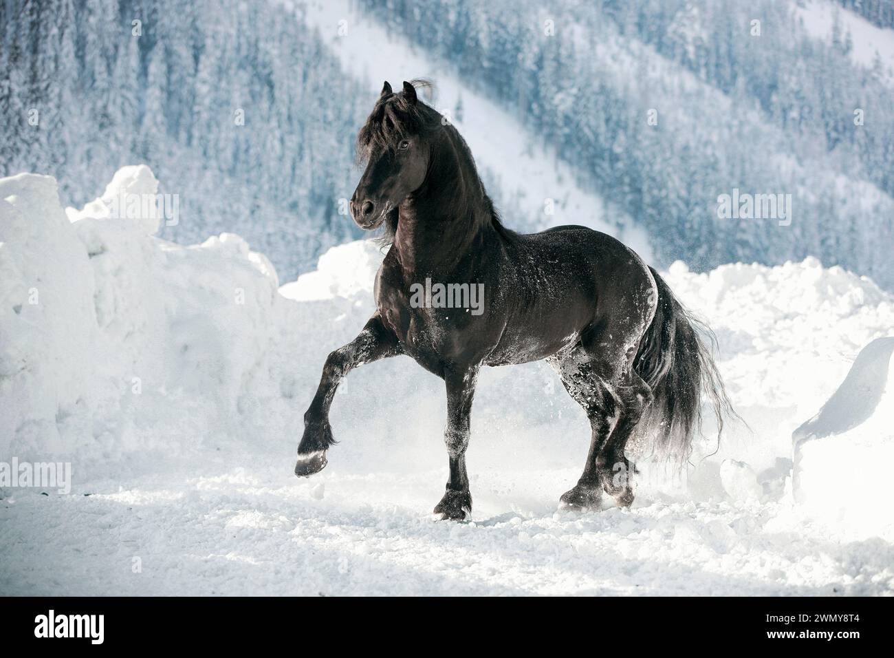 Friesian Horse. Stallion trotting in snow. Austria Stock Photo - Alamy