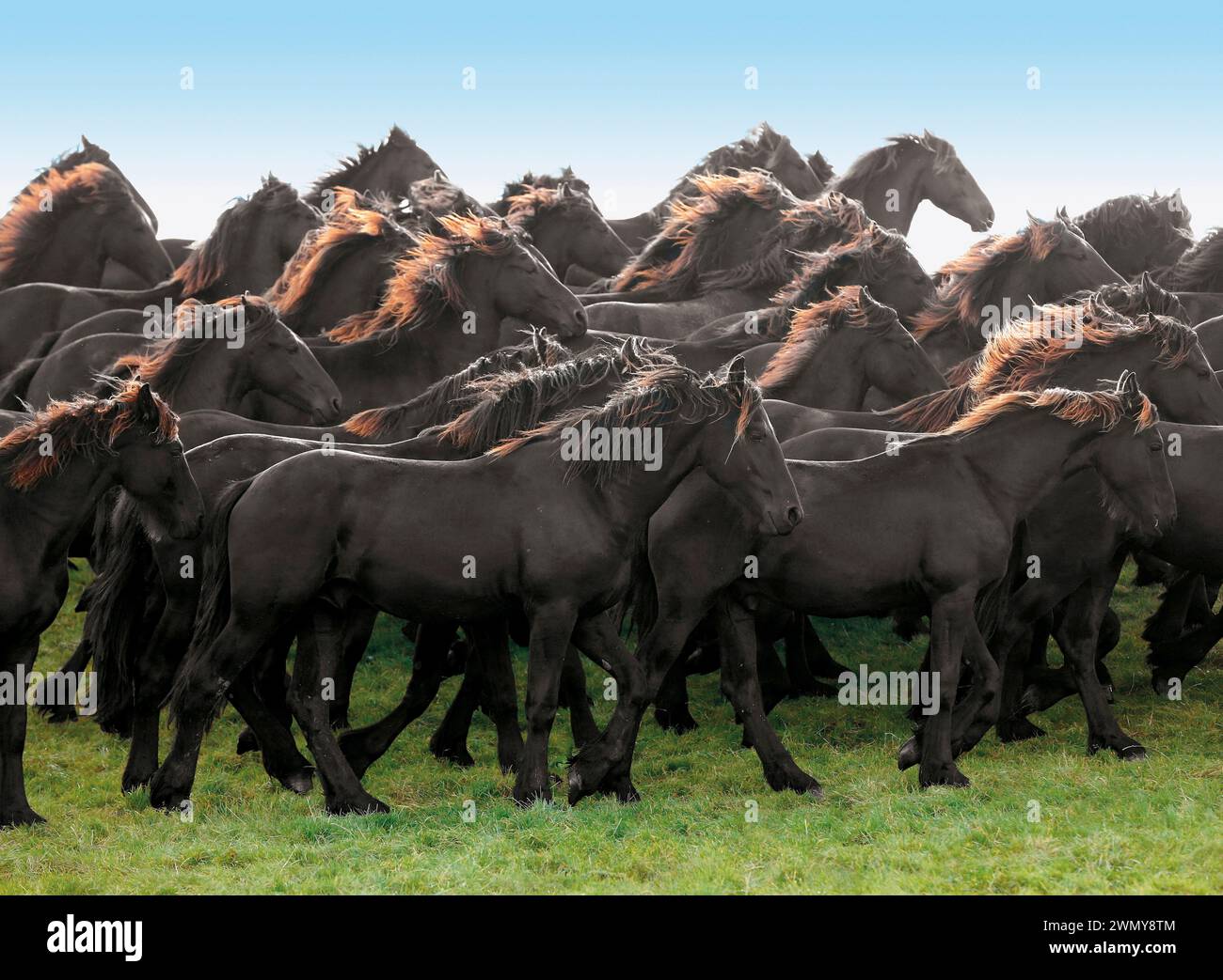 Friesian Horse. Young stallions on the wide marshes of Holland ...